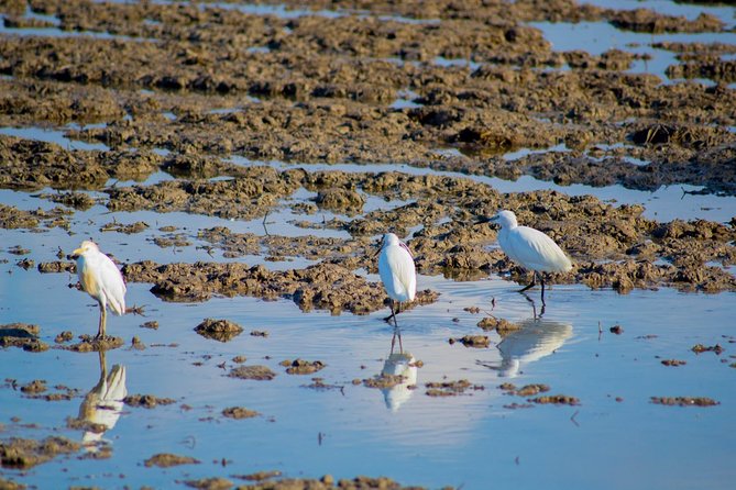 Albufera Natural Park Tour with Boat Ride from Valencia - Return to Valencia