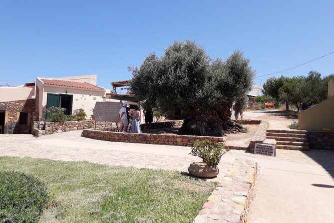 Chania Old Town - Millennial Olive Tree - Olive Oil Mill - The Sum Up