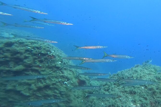 Open Water Diver course - FAQs