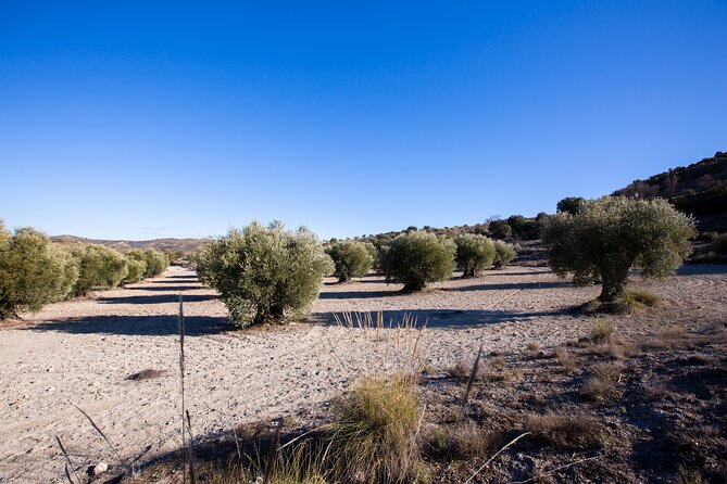 Paella, Olive Oil, Wine & Relax in Rural Estate outside Madrid - Who Should Consider This Tour?