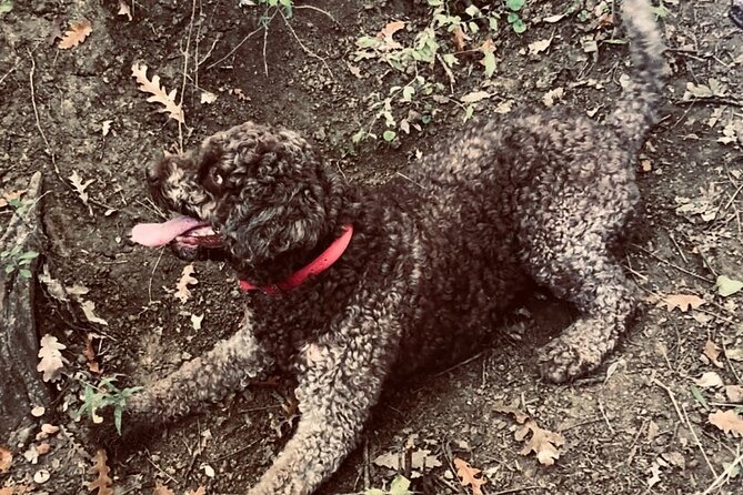 Truffle Hunting in Tuscany - FAQ