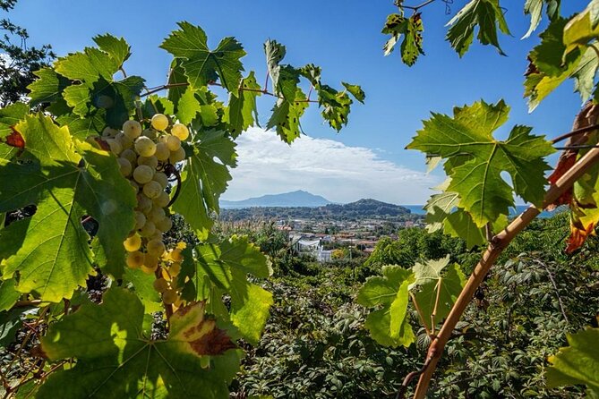 Wine Tasting in Campi Flegrei from Naples - The Sum Up