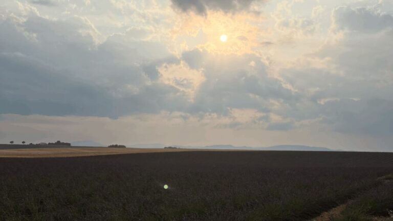 A provençal picnic at sunset in the lavender fields - Why This Tour Offers Value