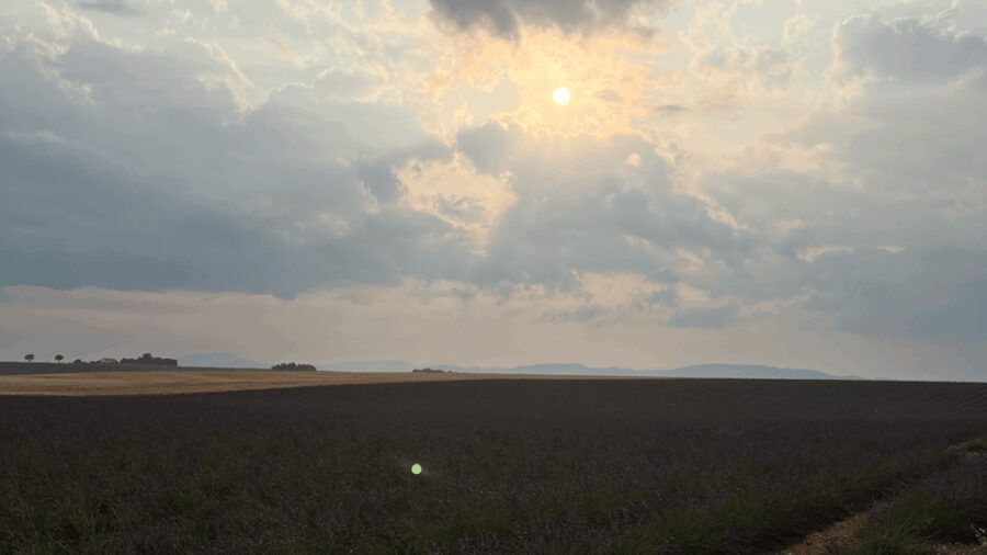 A provençal picnic at sunset in the lavender fields - Why This Tour Offers Value