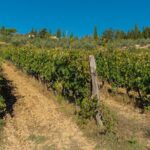 A Wine bliss in Montalcino, Montepulciano, Val d'Orcia - Practical Details and What to Expect
