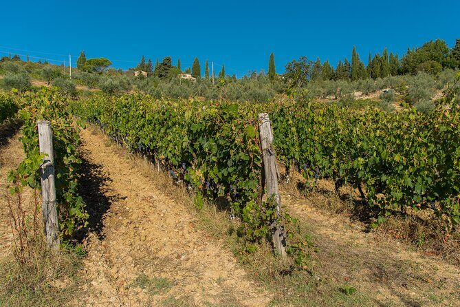 A Wine bliss in Montalcino, Montepulciano, Val d'Orcia - Practical Details and What to Expect