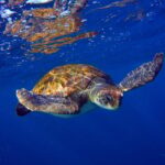 Abades: Paddle Surf and Snorkel with Turtles in a Volcanic Reef - Itinerary Breakdown