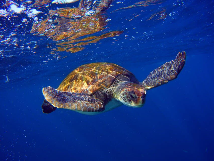 Abades: Paddle Surf and Snorkel with Turtles in a Volcanic Reef - Itinerary Breakdown