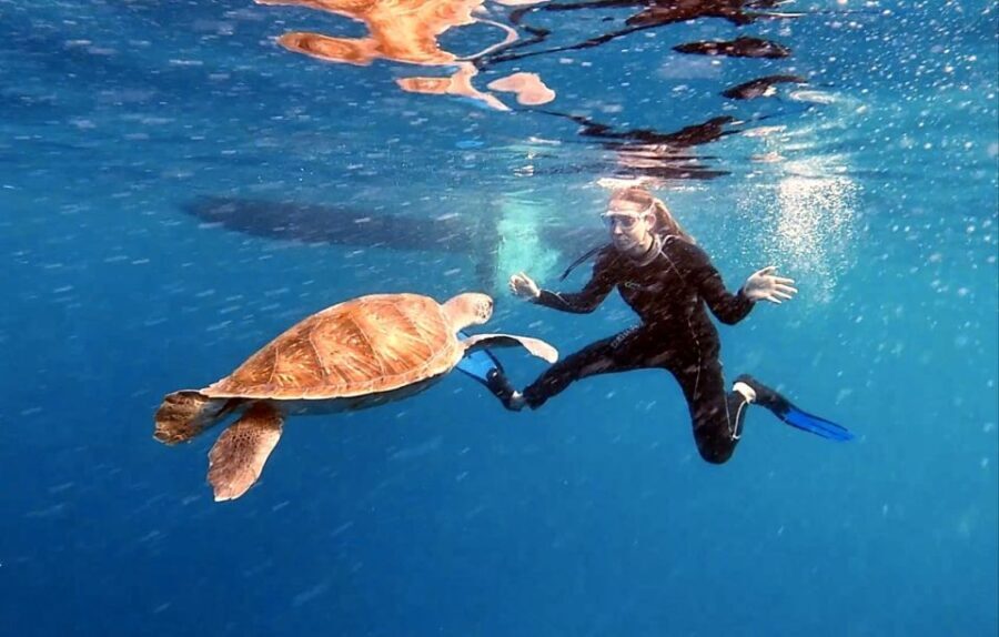 Abades: Tenerife Turtles and Rays Snorkeling Trip - Itinerary Breakdown: What to Expect