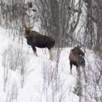 Abisko: Snowmobile Sightseeing Tour - Who Will Love This Tour?