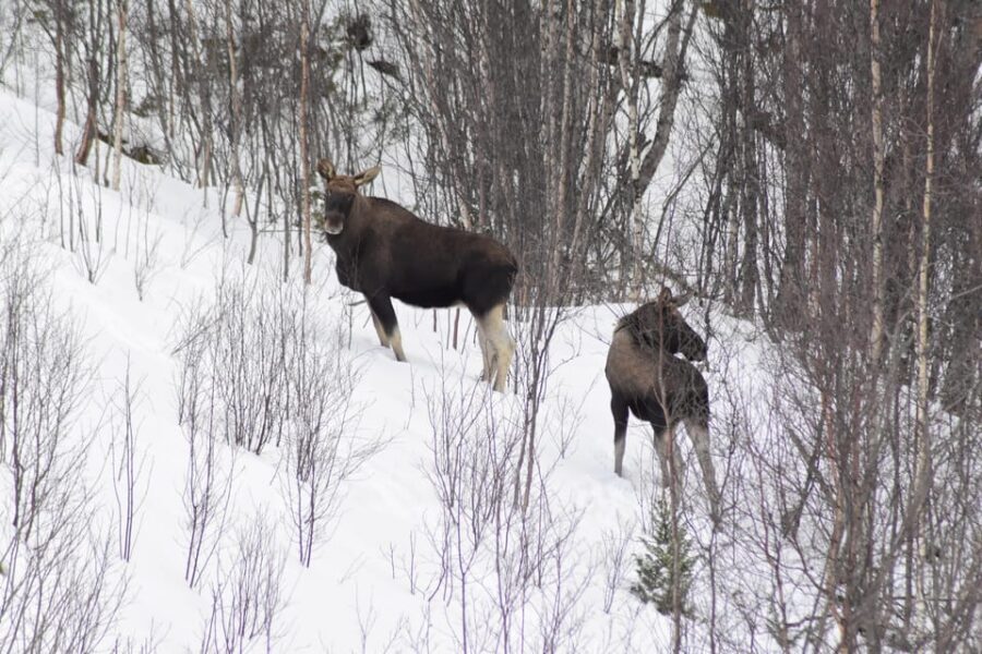 Abisko: Snowmobile Sightseeing Tour - Who Will Love This Tour?