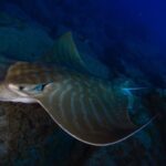 ADVANCED OPEN WATER CERTIFICATION - Improve your scuba diving skills up to 30m ! - Who Should Consider This Experience?