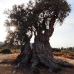 Aegina: Ancient Olive Grove (Eleonas) & Perdika Village Tour - What to Expect on the Tour
