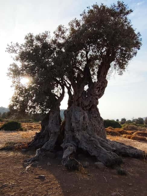 Aegina: Ancient Olive Grove (Eleonas) & Perdika Village Tour - What to Expect on the Tour