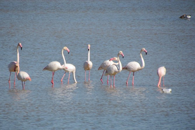 Afternoon birdwatching at Lagoa dos Salgados - An In-Depth Look at the Birdwatching Experience