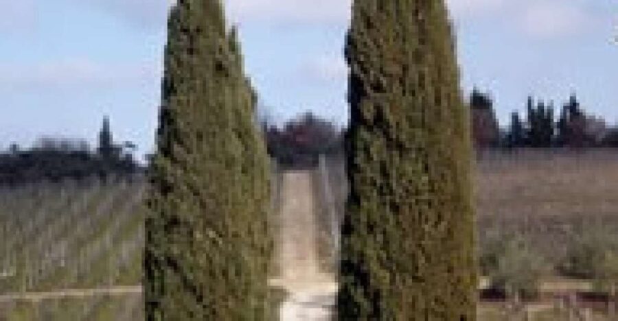Afternoon Tour of the Chianti Wine Region in Tuscany - The Value of the Experience