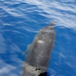 Agia Galini: South Crete Sailing Trip with Optional Lunch - Who Will Love This Tour?