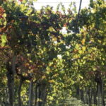 Agrigento: Vineyards and Wine Tasting Experience - Who Is This Tour Best For?