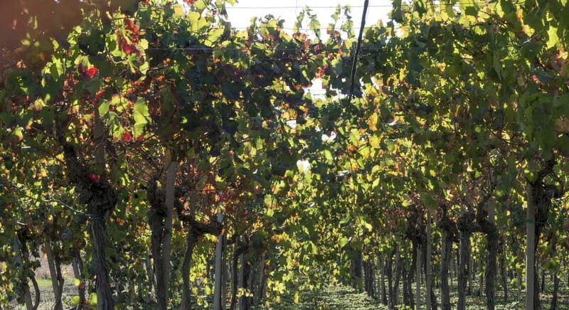 Agrigento: Vineyards and Wine Tasting Experience - Who Is This Tour Best For?