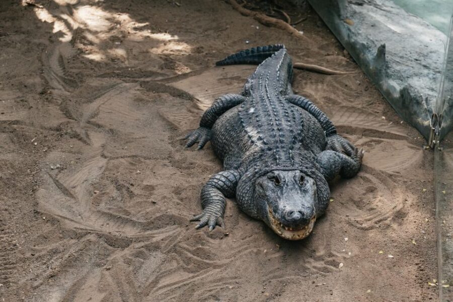 Agüimes: Cocodrilo Park Zoo Entry Ticket - Authentic Visitor Insights