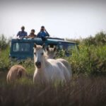 Aigues Mortes: Jeep Photo Safari in Camargue - The Experience from Real Travelers