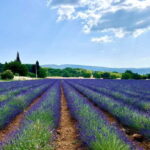 Aix en Provence: Lavender Fields & LOccitane Factory - Detailed Breakdown of the Itinerary