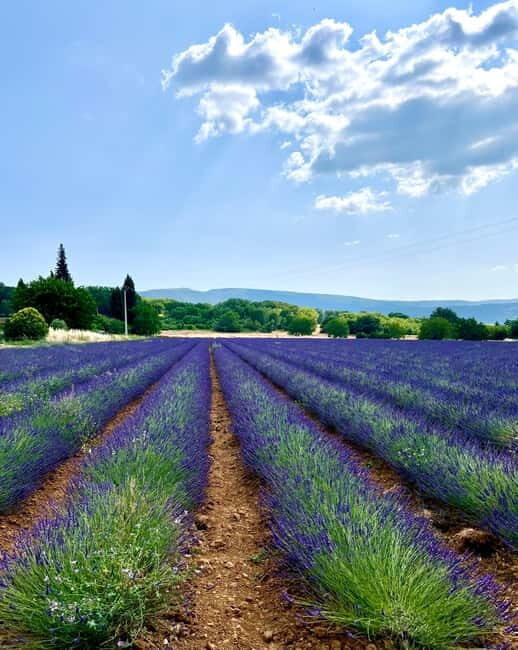 Aix en Provence: Lavender Fields & LOccitane Factory - Detailed Breakdown of the Itinerary