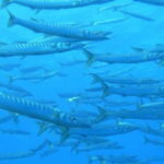Ajaccio: Beginner's Scuba Dive with Experienced Instructor - What to Expect: A Dive Into Corsican Waters