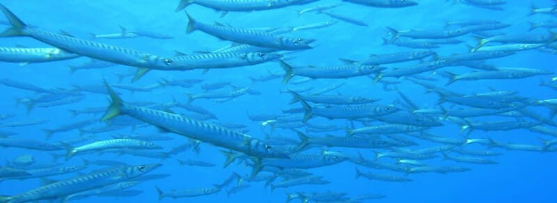Ajaccio: Beginner's Scuba Dive with Experienced Instructor - What to Expect: A Dive Into Corsican Waters