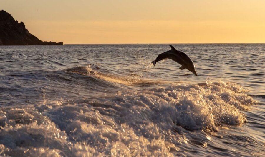 Ajaccio: Sunset Sea Trip to Sanguinaires Islands - The Food and Drink Element: A Highlight for Many