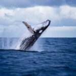 Akureyri: Whale Watching Shore Excursions - Why This Tour Offers Great Value