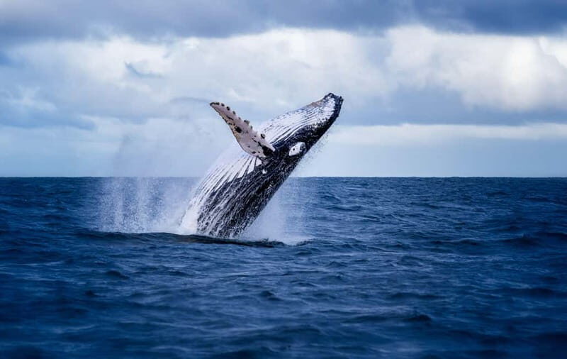 Akureyri: Whale Watching Shore Excursions - Why This Tour Offers Great Value