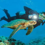 Alanya: Scuba Diving Adventure for Beginners & Professionals - Diving Spots & Marine Life