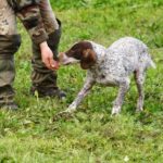 Alba: Truffle Hunting with Cheese, Truffle, & Wine Tastings - The Truffle Hunt