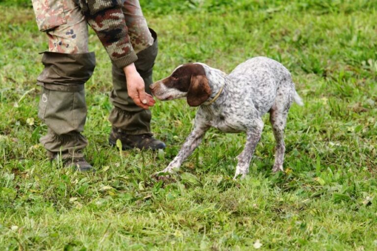 Alba: Truffle Hunting with Cheese, Truffle, & Wine Tastings - The Truffle Hunt