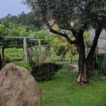 Albariño Private Sailing Wine Tour in Rias Baixas - Key Points