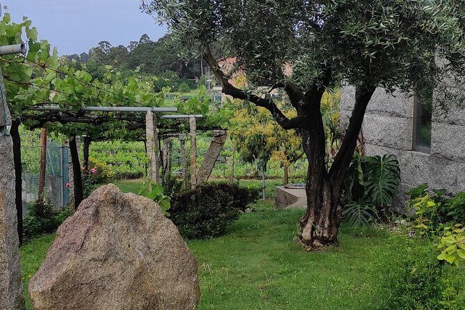 Albariño Private Sailing Wine Tour in Rias Baixas - Key Points
