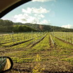 Albariño Wine Tour: Taste, Learn & Take Home a Special Gift - Why This Tour Offers Great Value