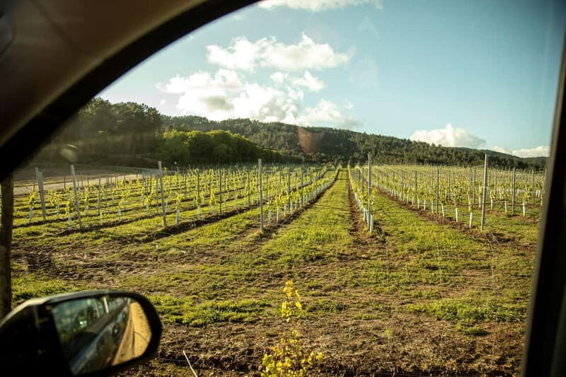 Albariño Wine Tour: Taste, Learn & Take Home a Special Gift - Why This Tour Offers Great Value