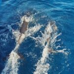 Albufeira: 2.5-Hour Dolphin Watching and Caves Trip - Price and Value for Money