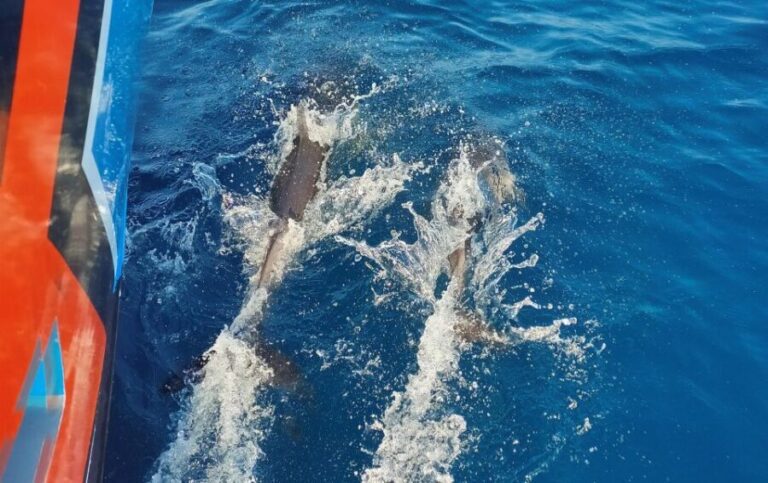 Albufeira: 2.5-Hour Dolphin Watching and Caves Trip - Price and Value for Money