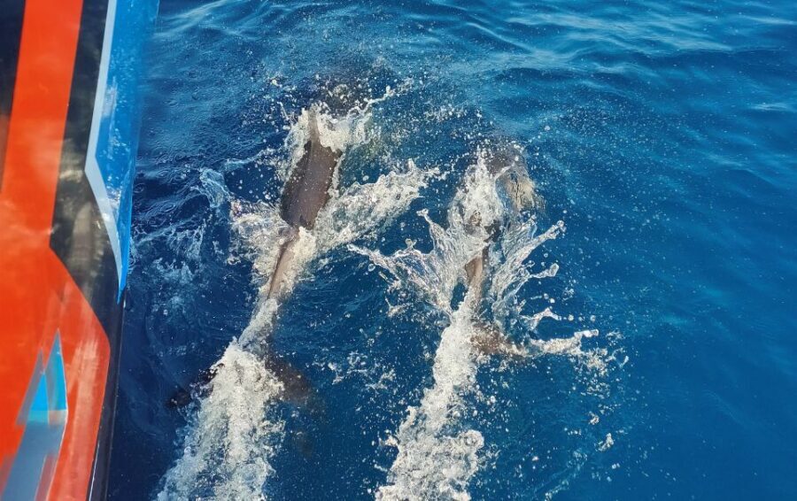 Albufeira: 2.5-Hour Dolphin Watching and Caves Trip - Price and Value for Money