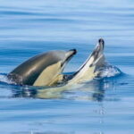 Albufeira: 2.5-Hour Private Dolphin & Benagil Caves tour - Who Will Love This Tour?