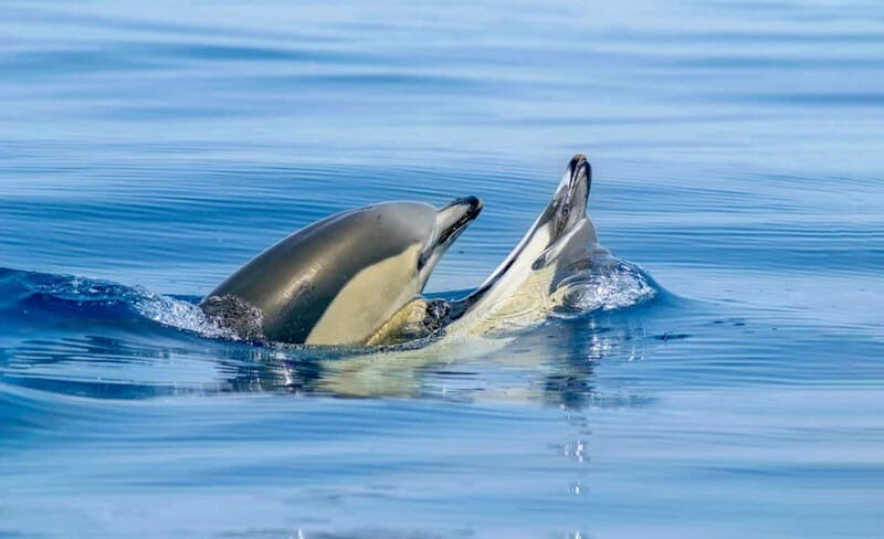 Albufeira: 2.5-Hour Private Dolphin & Benagil Caves tour - Who Will Love This Tour?