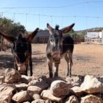 Albufeira Countryside Tuk Tuk Tour - What You Get and What You Might Miss