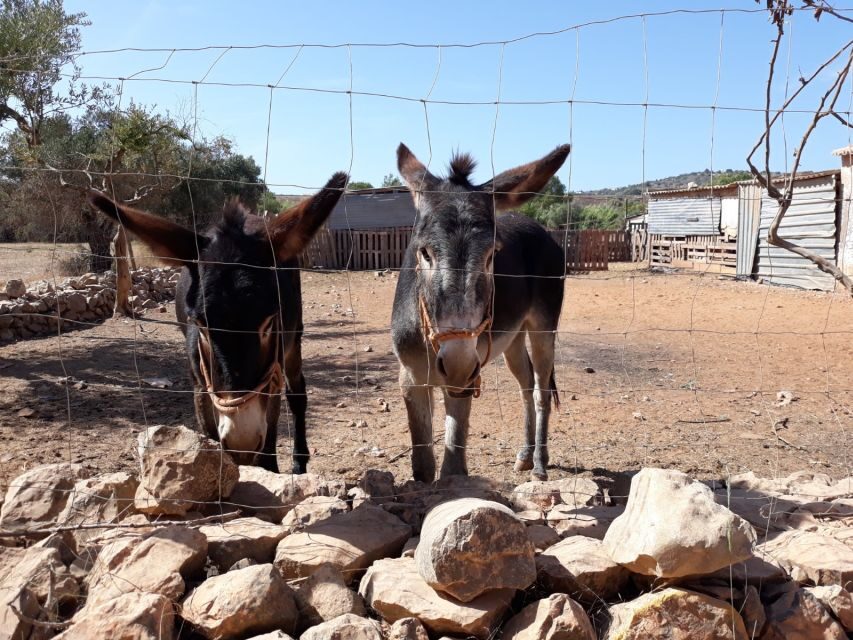 Albufeira Countryside Tuk Tuk Tour - What You Get and What You Might Miss
