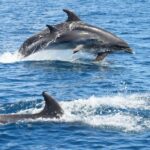 Albufeira: Dolphin Watching and Benagil Cave - What to Know Before You Go