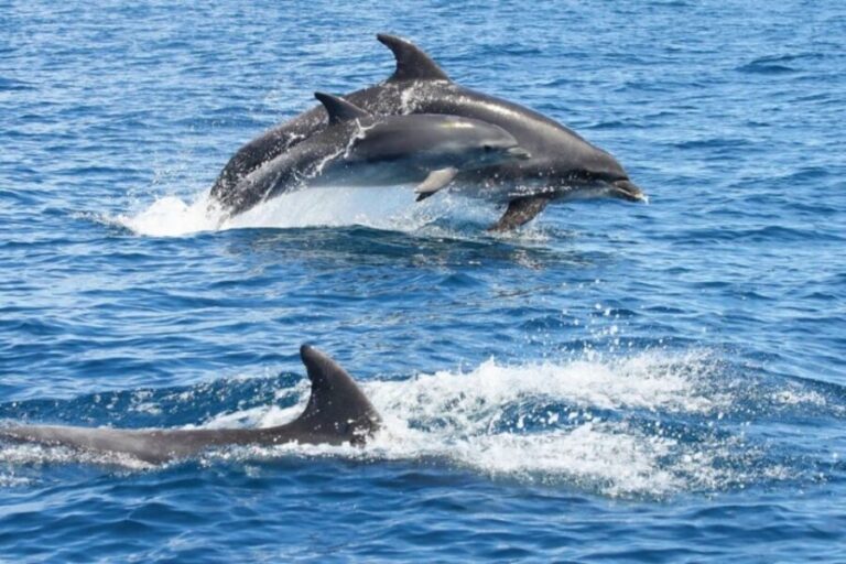 Albufeira: Dolphin Watching and Benagil Cave - What to Know Before You Go