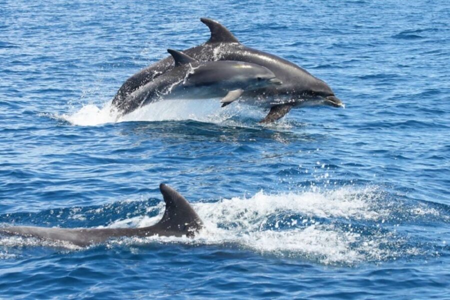 Albufeira: Dolphin Watching and Benagil Cave - What to Know Before You Go