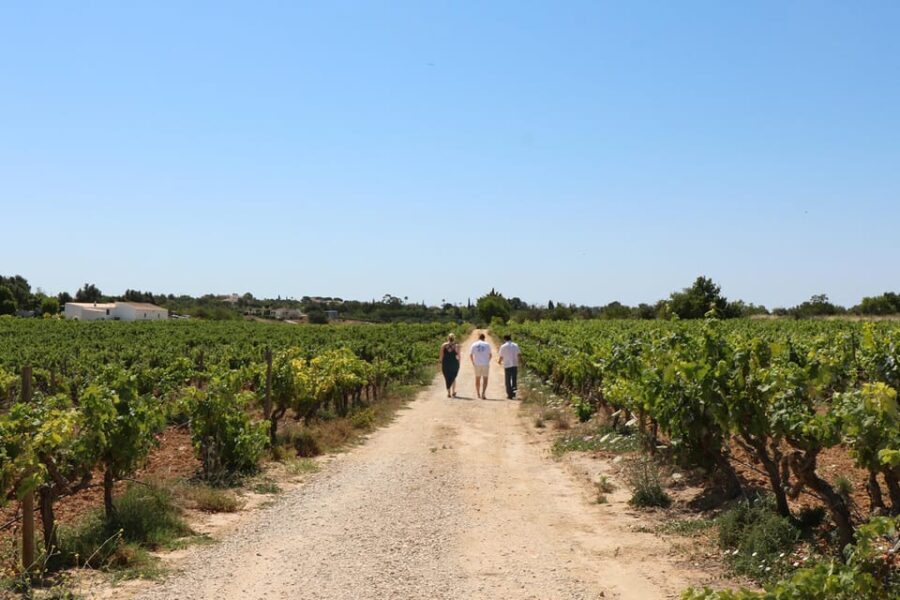 Albufeira/Porches/Vilamoura: Wine Tasting with Tapas & Music - The Charm of Local Tapas and Live Music